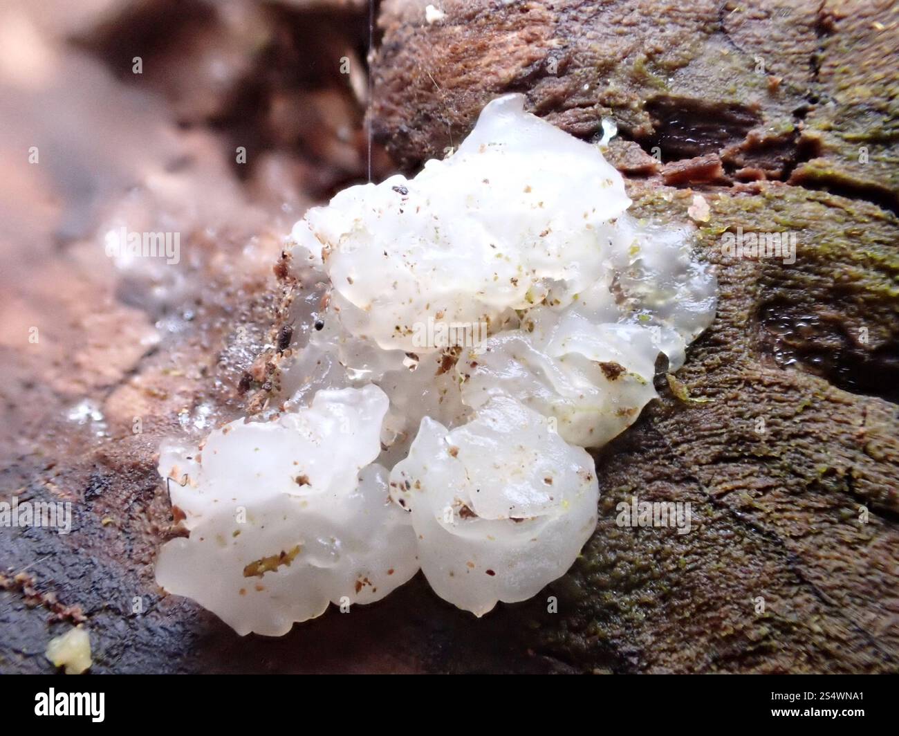 Crystal Brain Fungus (Myxarium nucleatum Stock Photo - Alamy