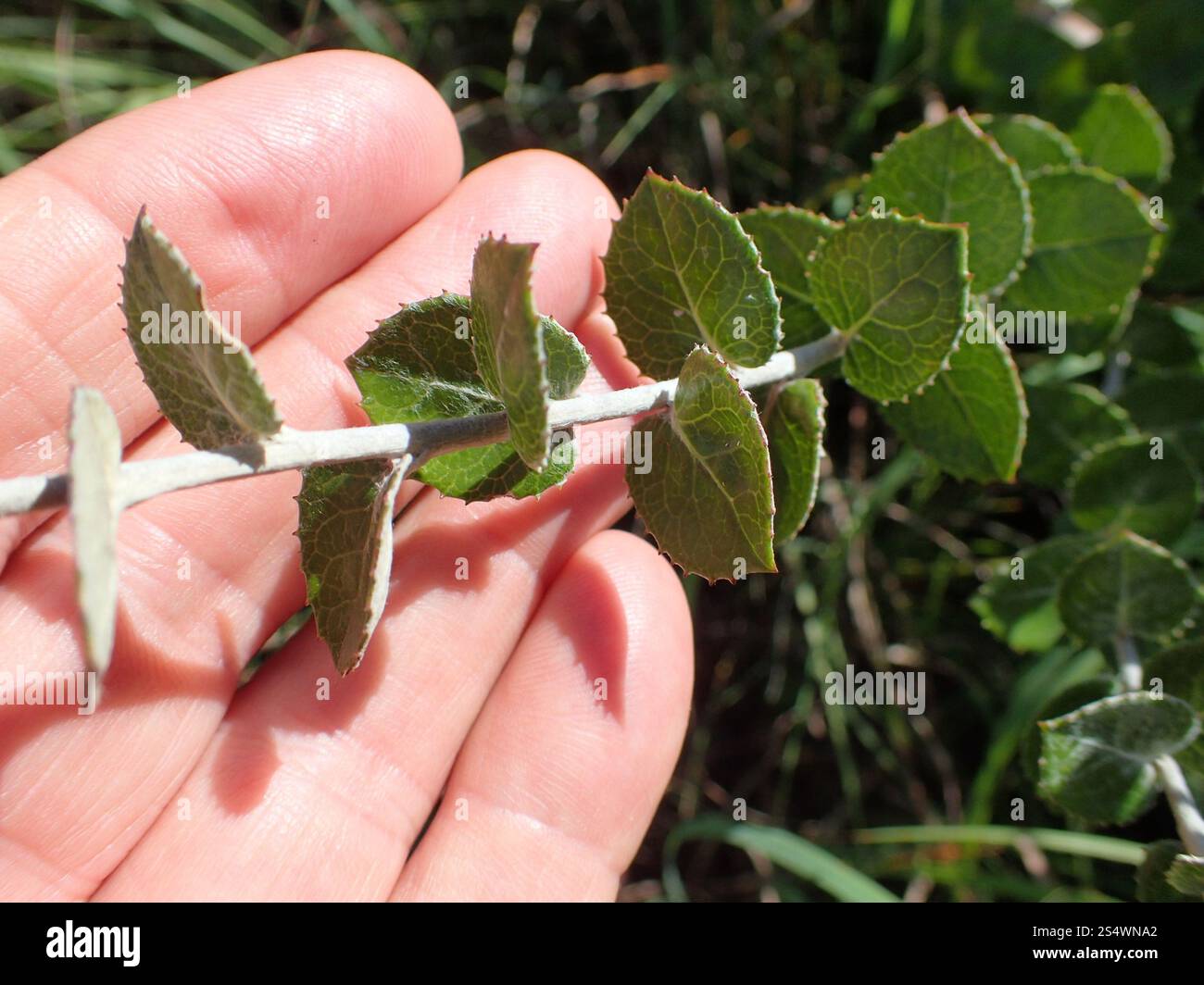 Bushman Tea (Athrixia phylicoides Stock Photo - Alamy