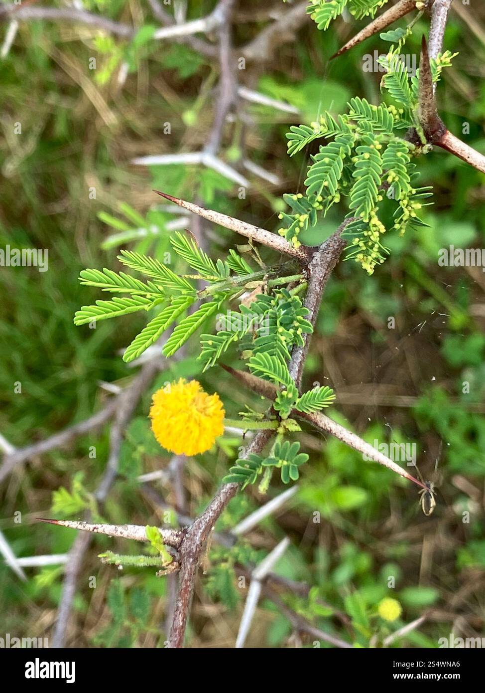 Sweet acacia (Vachellia farnesiana Stock Photo - Alamy