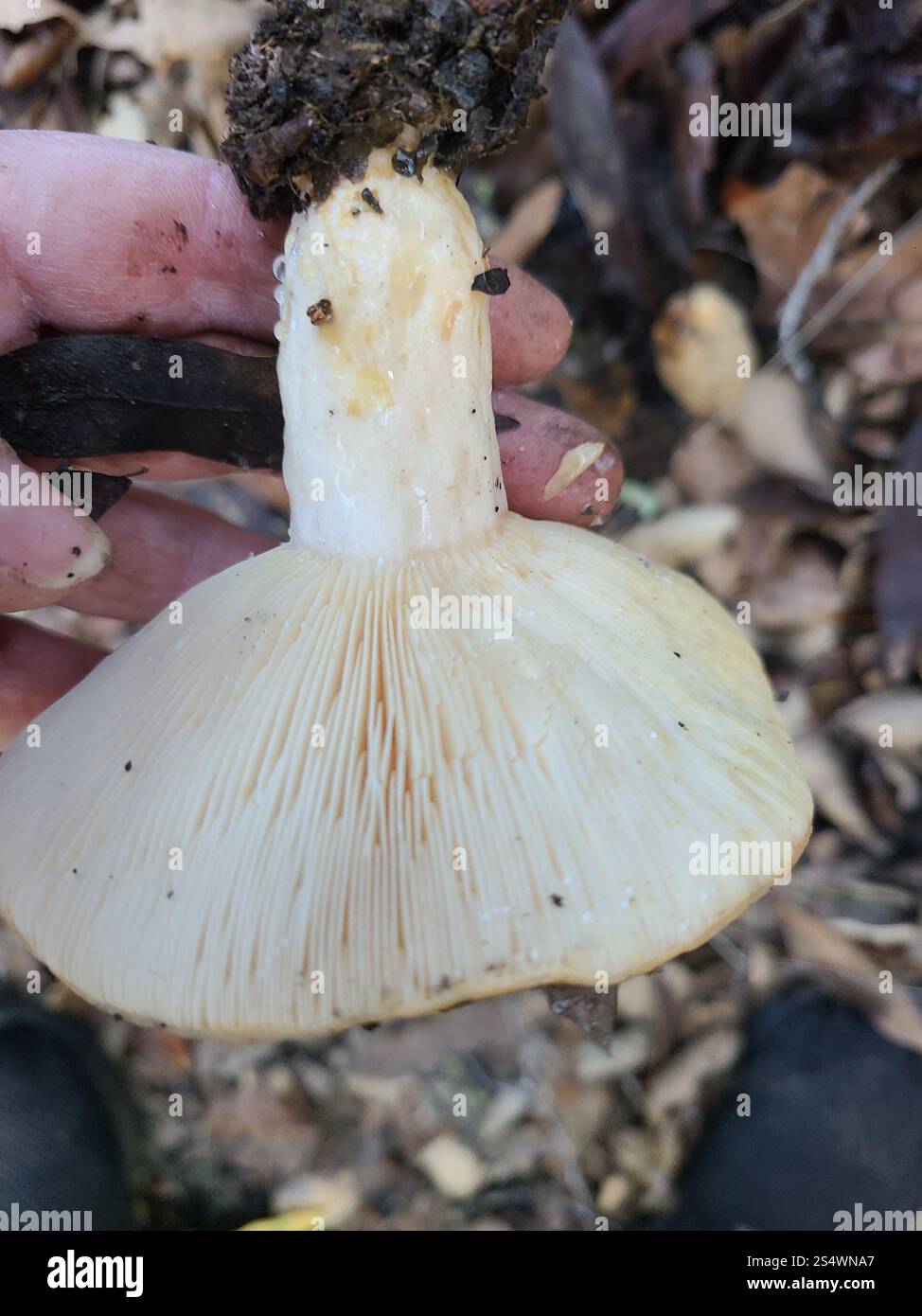golden milkcap (Lactarius alnicola Stock Photo - Alamy