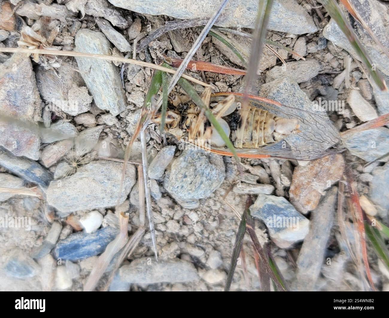 Black Cicadas (Maoricicada Stock Photo - Alamy