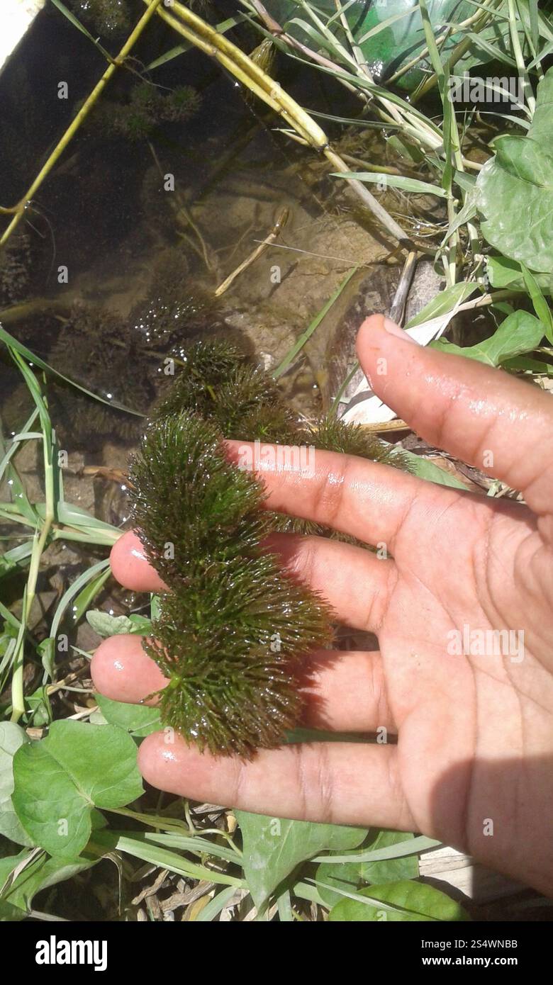 coontail (Ceratophyllum demersum Stock Photo - Alamy