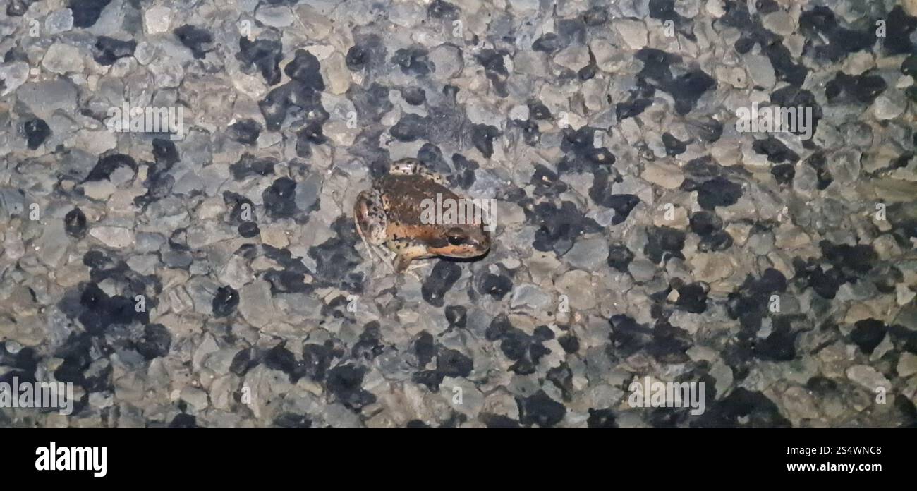 Eastern Banjo Frog (Limnodynastes dumerilii Stock Photo - Alamy