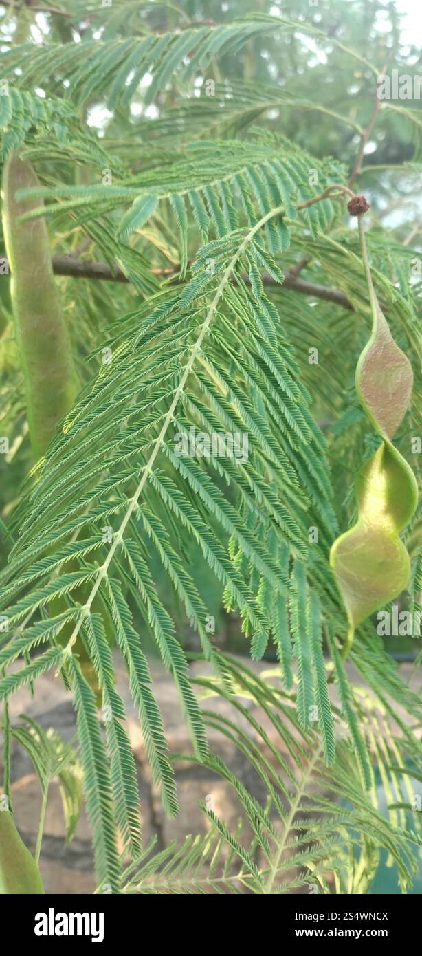 Red Angico (Anadenanthera colubrina Stock Photo - Alamy