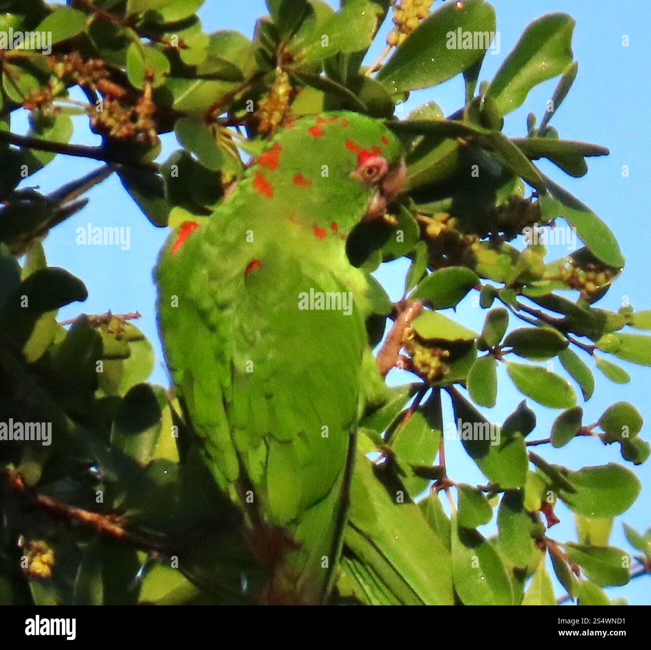 Cuban Parakeet (Psittacara euops Stock Photo - Alamy