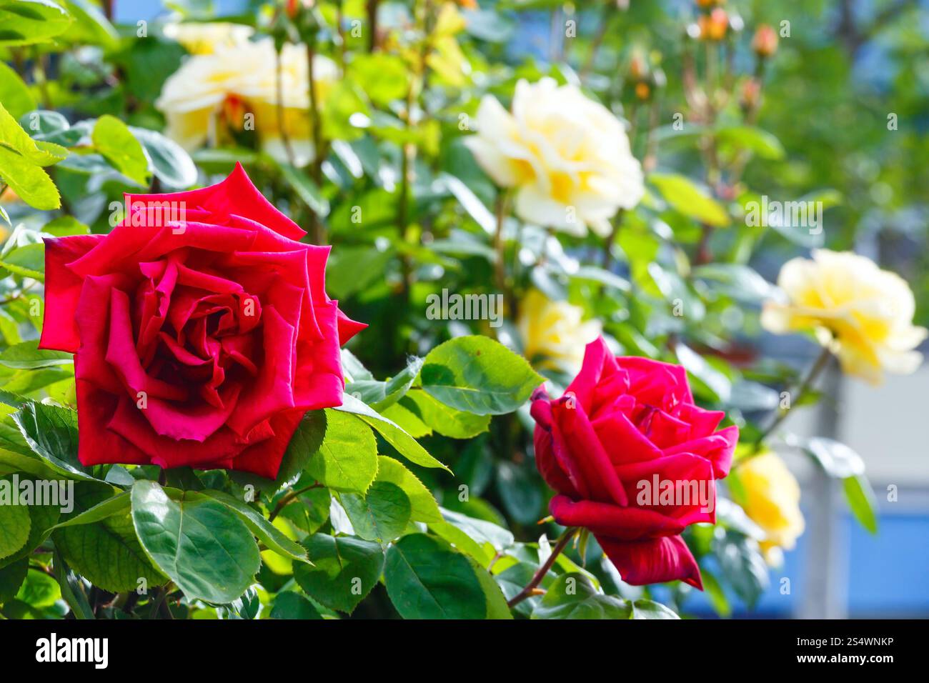 Red rose flower spring hi-res stock photography and images - Alamy