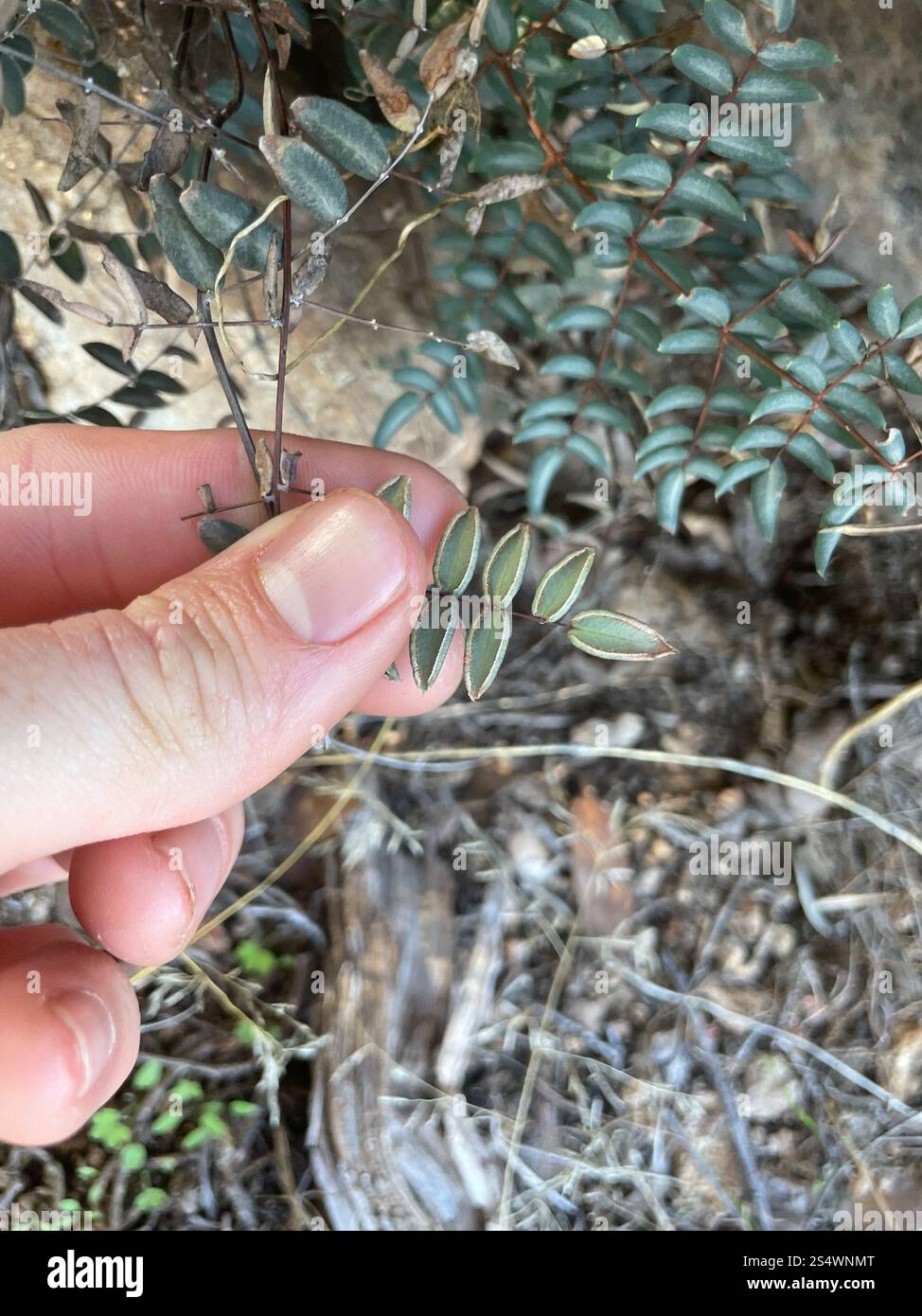 Spiny cliff brake hi-res stock photography and images - Alamy