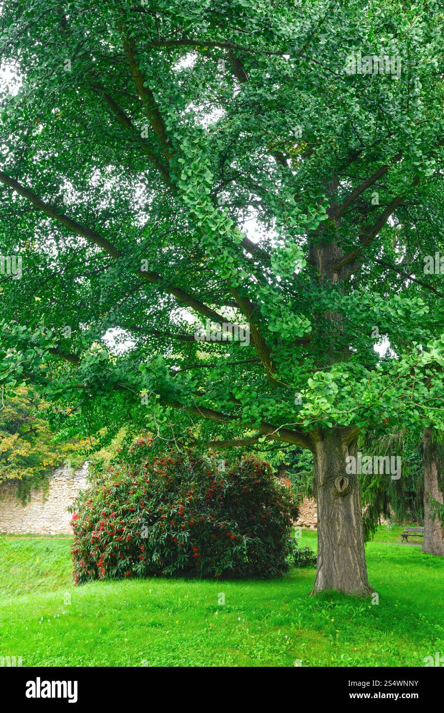 Large spreading tree and blossoming bush in the summer park Stock Photo ...