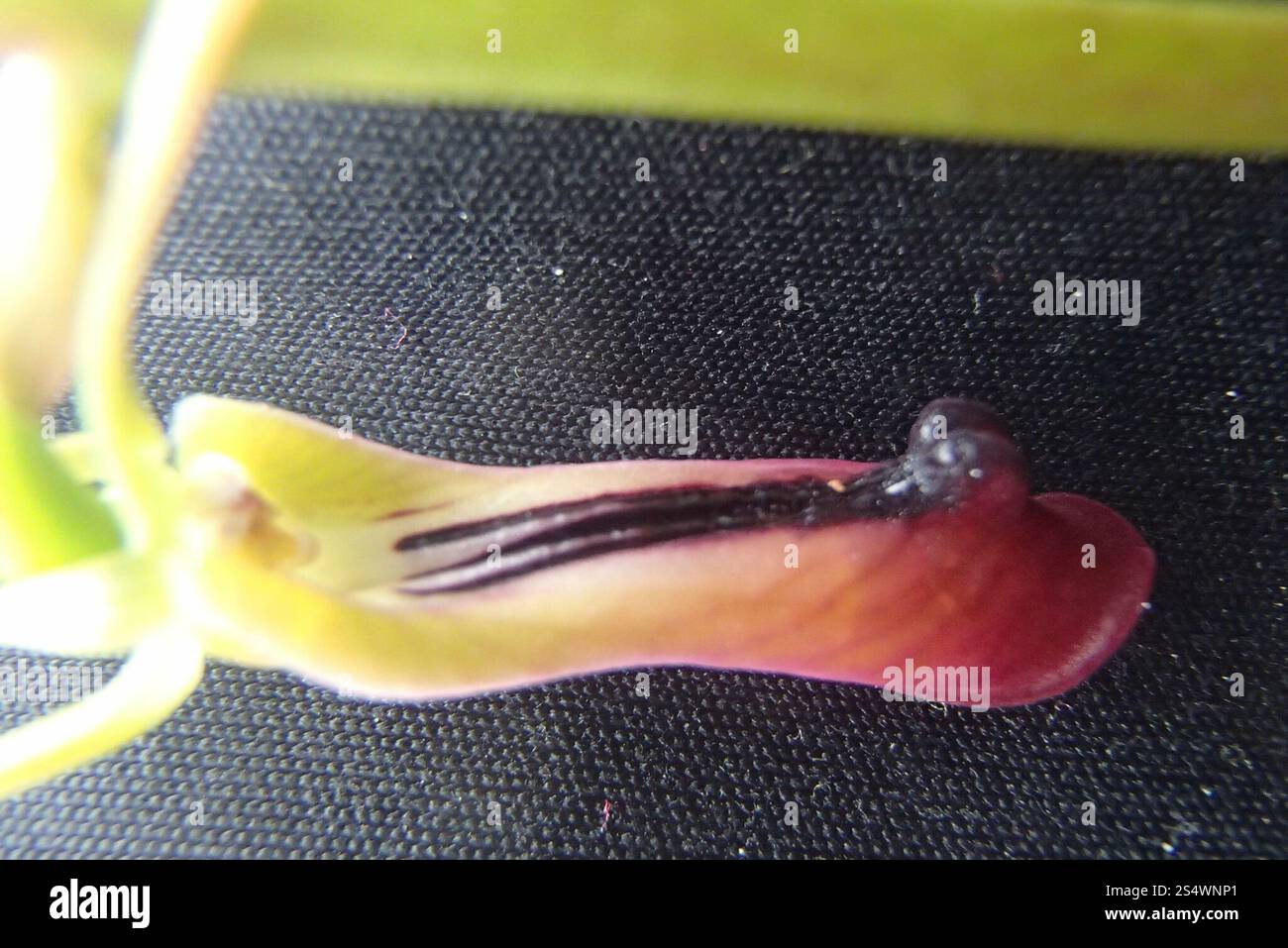 Large Tongue Orchid (Cryptostylis subulata Stock Photo - Alamy