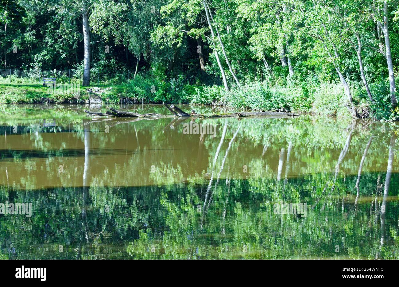 Summer lake with trees reflection on water surface Stock Photo - Alamy
