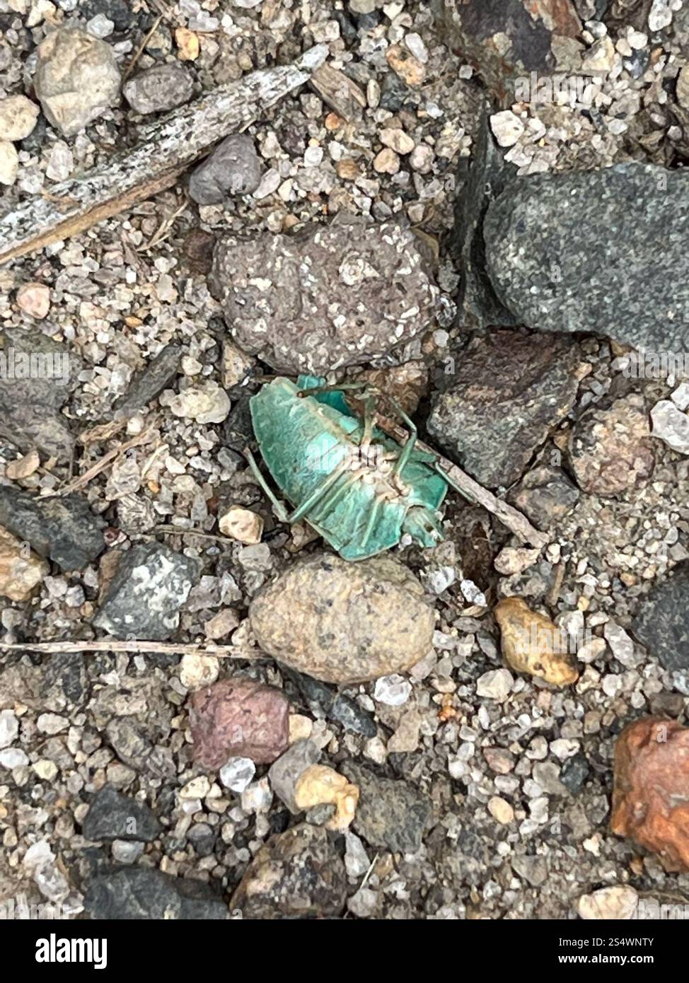 Southern Green Stink Bug (Nezara viridula Stock Photo - Alamy