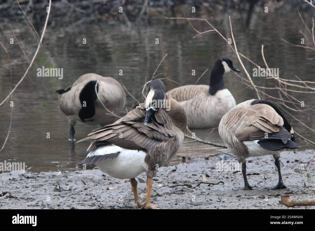 Swan Goose × Canada Goose (Anser cygnoides × Branta canadensis Stock ...