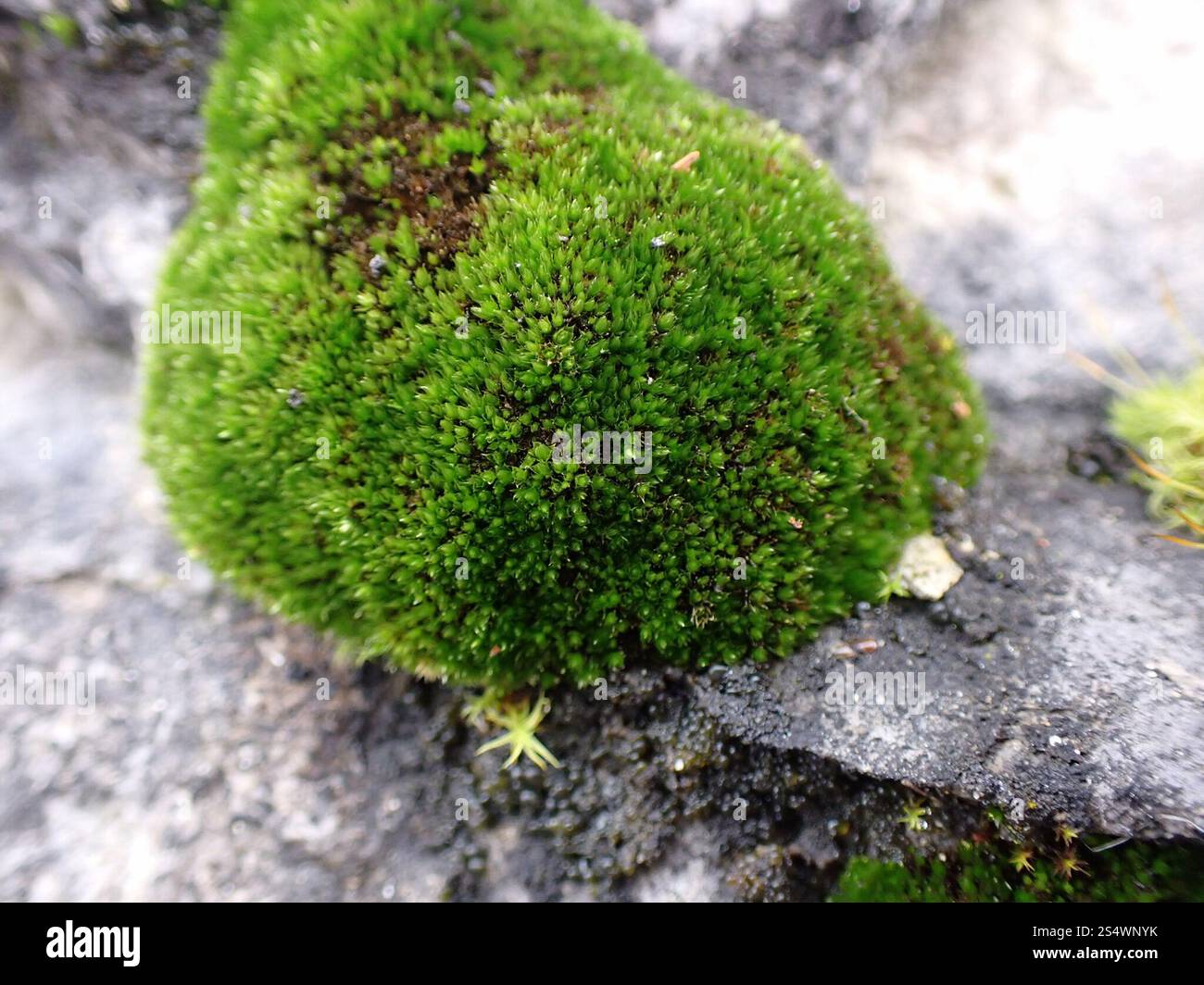 Wall Thread-moss (Bryum radiculosum Stock Photo - Alamy