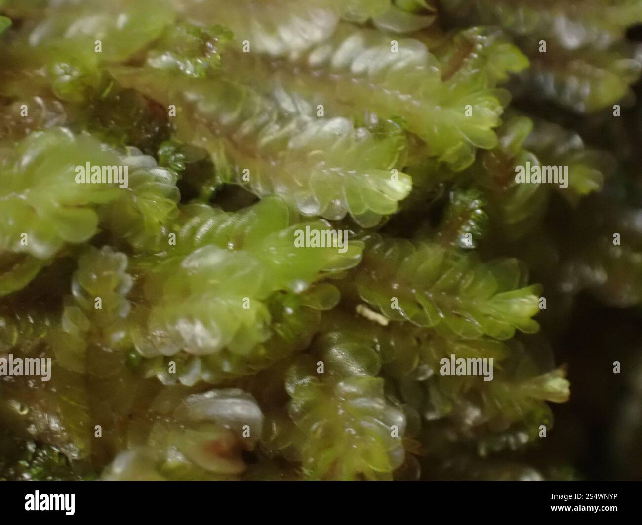 leafy and simple thalloid liverworts (Jungermanniopsida Stock Photo - Alamy