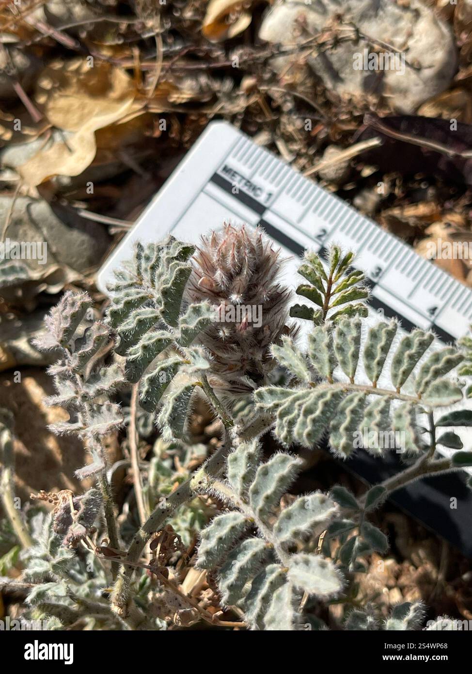 soft prairie clover (Dalea mollissima Stock Photo - Alamy