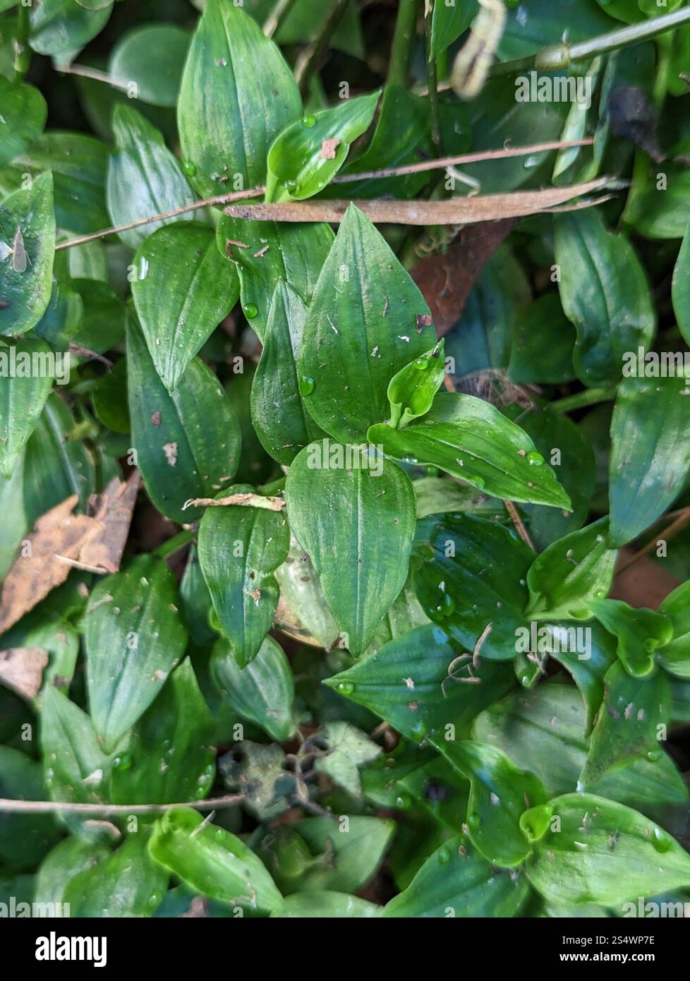 small-leaf spiderwort (Tradescantia fluminensis Stock Photo - Alamy