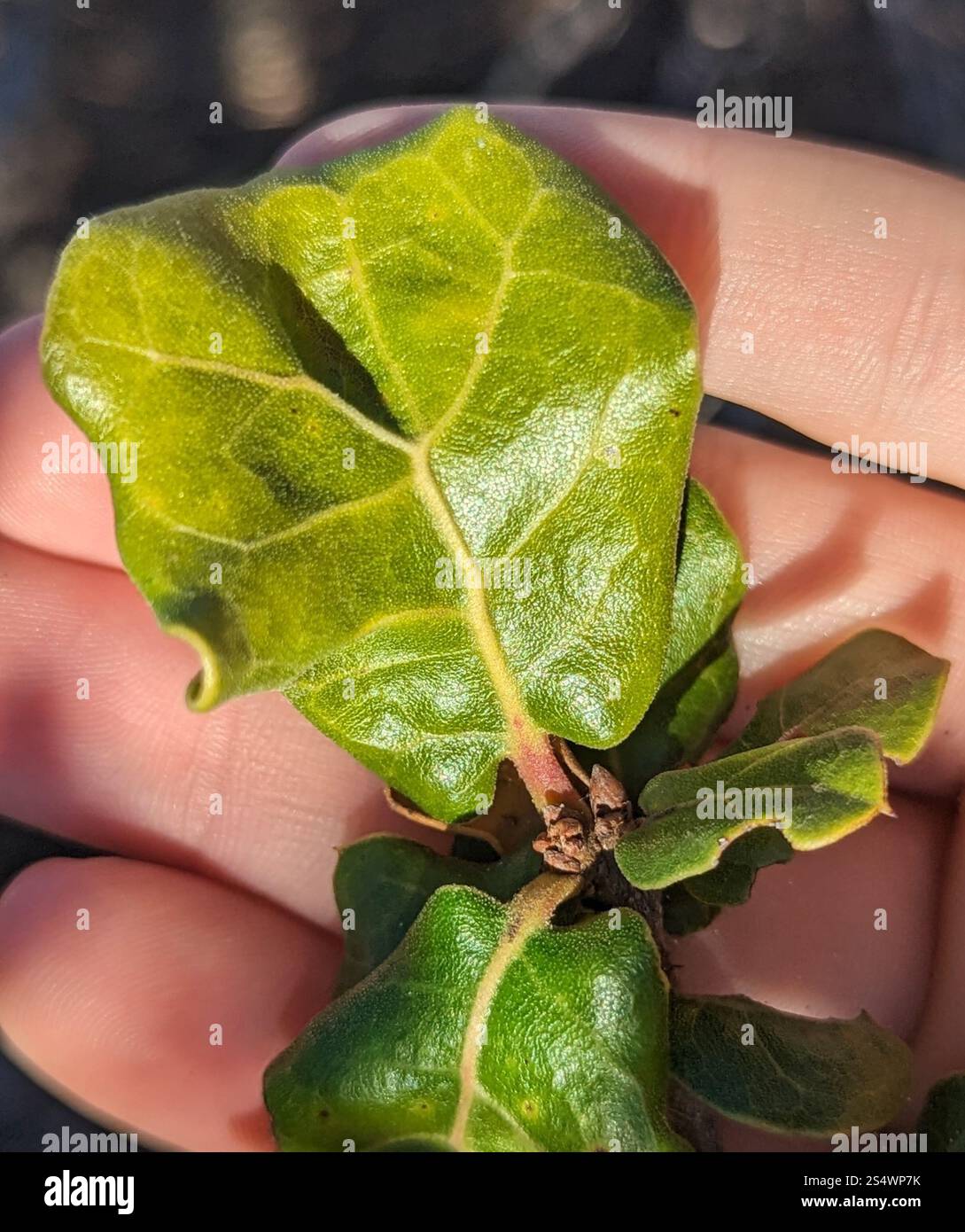 Myrtle Oak (Quercus myrtifolia Stock Photo - Alamy
