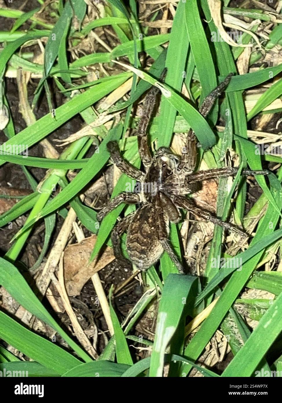 Wolf Spiders (Lycosidae Stock Photo - Alamy