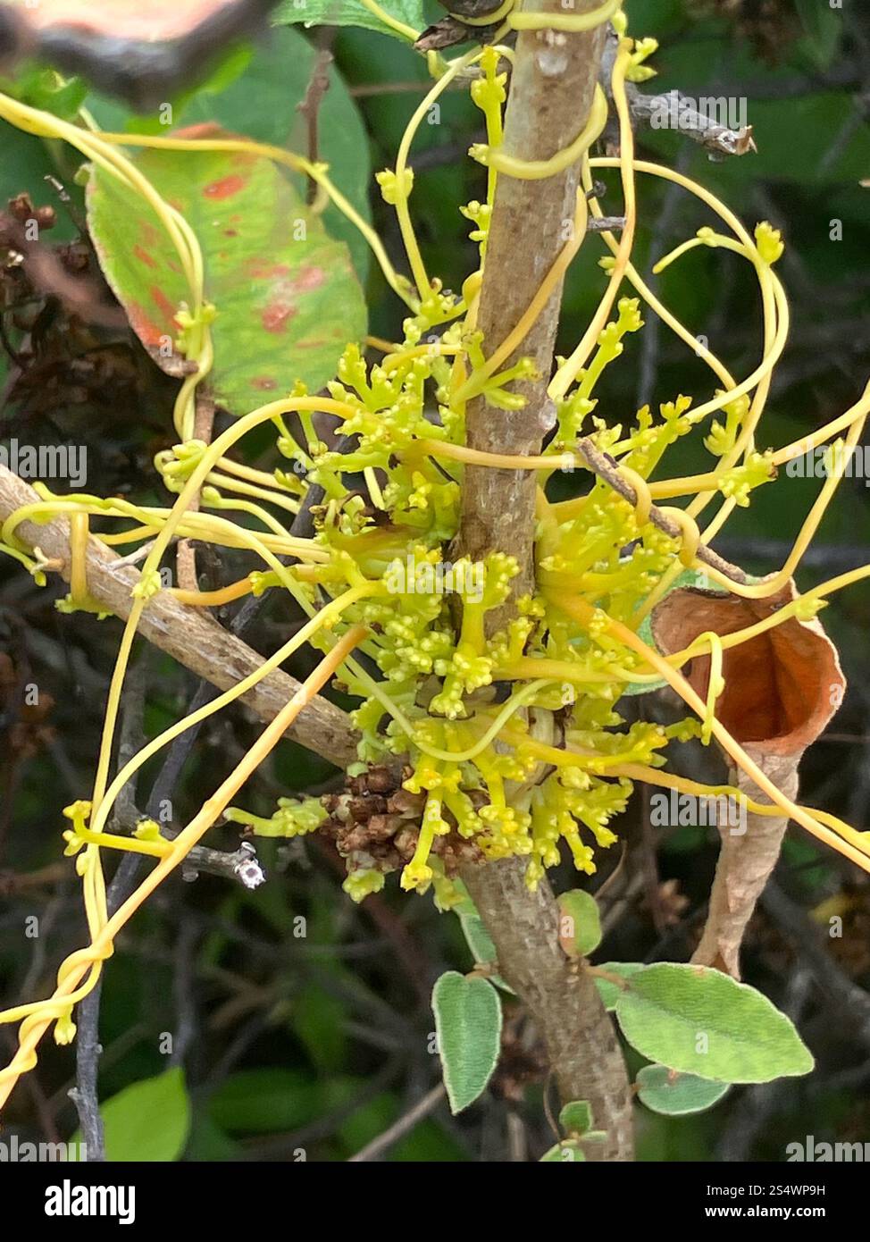 laurel dodder (Cassytha filiformis Stock Photo - Alamy