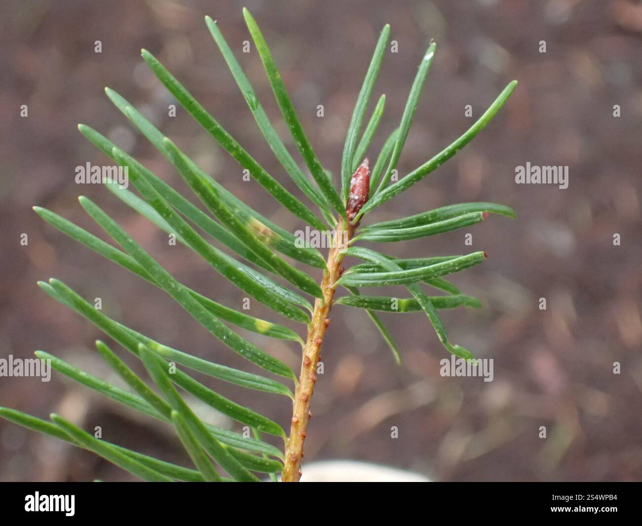 Douglas-Fir Needle Midge (Contarinia pseudotsugae Stock Photo - Alamy