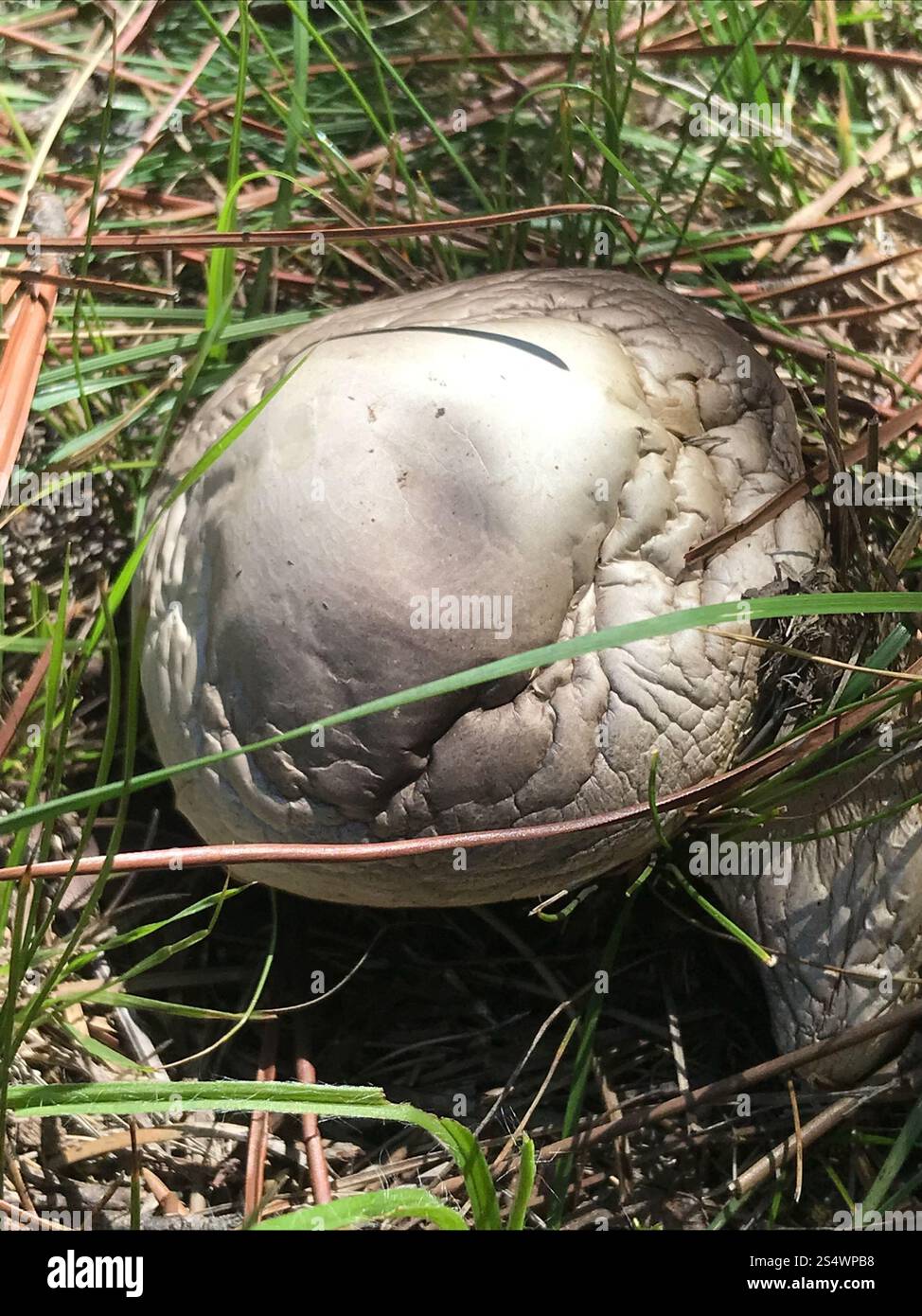 Yellow Stainer (Agaricus xanthodermus Stock Photo - Alamy