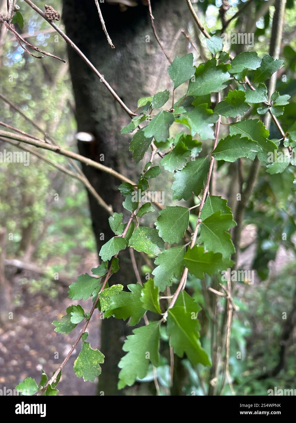 Tawaka (Cyclocybe parasitica Stock Photo - Alamy