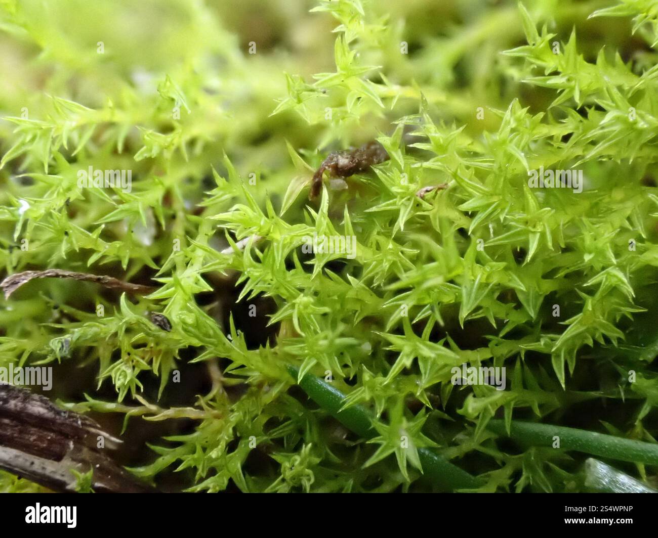 Hornschuch's Beard-moss (Pseudocrossidium hornschuchianum Stock Photo ...
