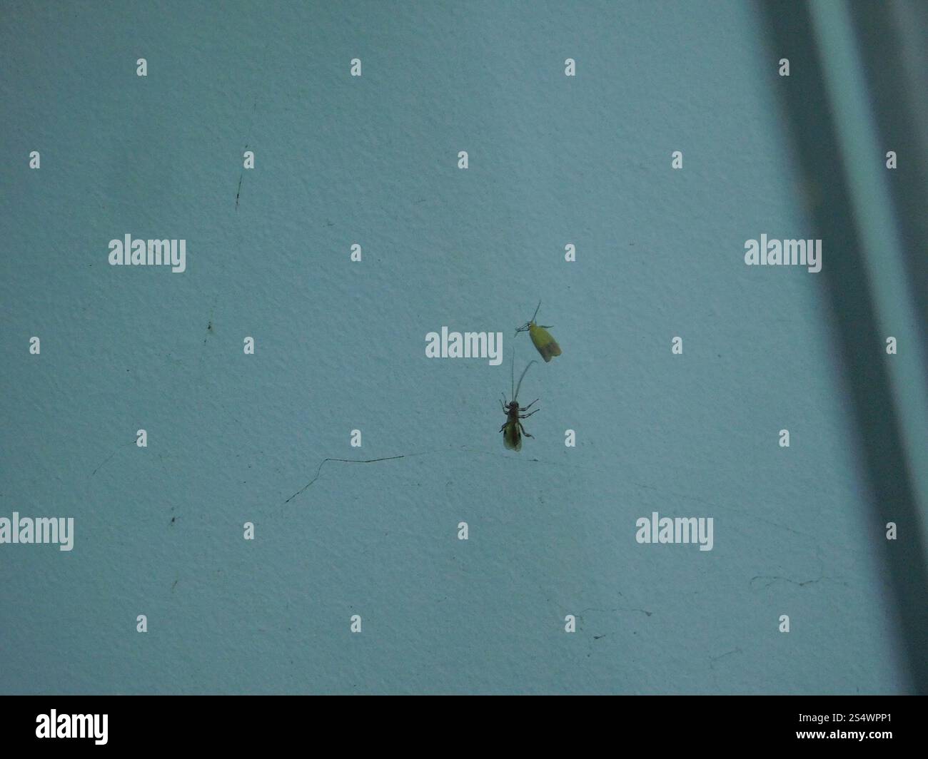 Ants, Bees, Wasps, and Sawflies (Hymenoptera Stock Photo - Alamy