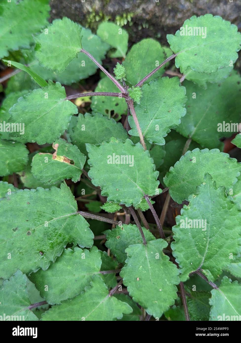 Taiwanese Yellow Wood Sage (Salvia nipponica formosana Stock Photo - Alamy
