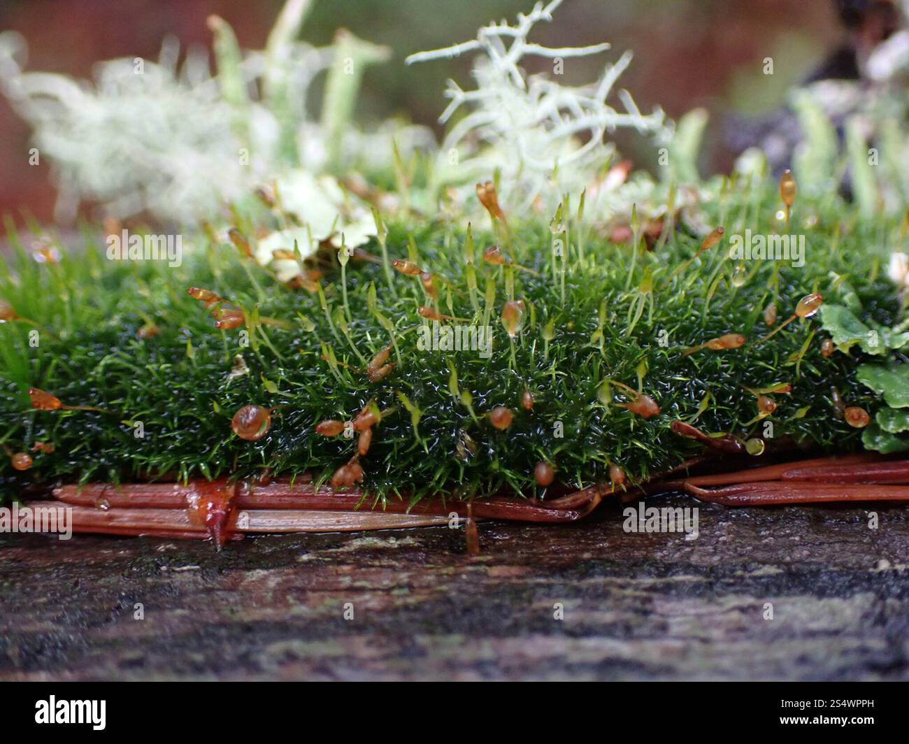 Common Pincushion (Dicranoweisia cirrata Stock Photo - Alamy