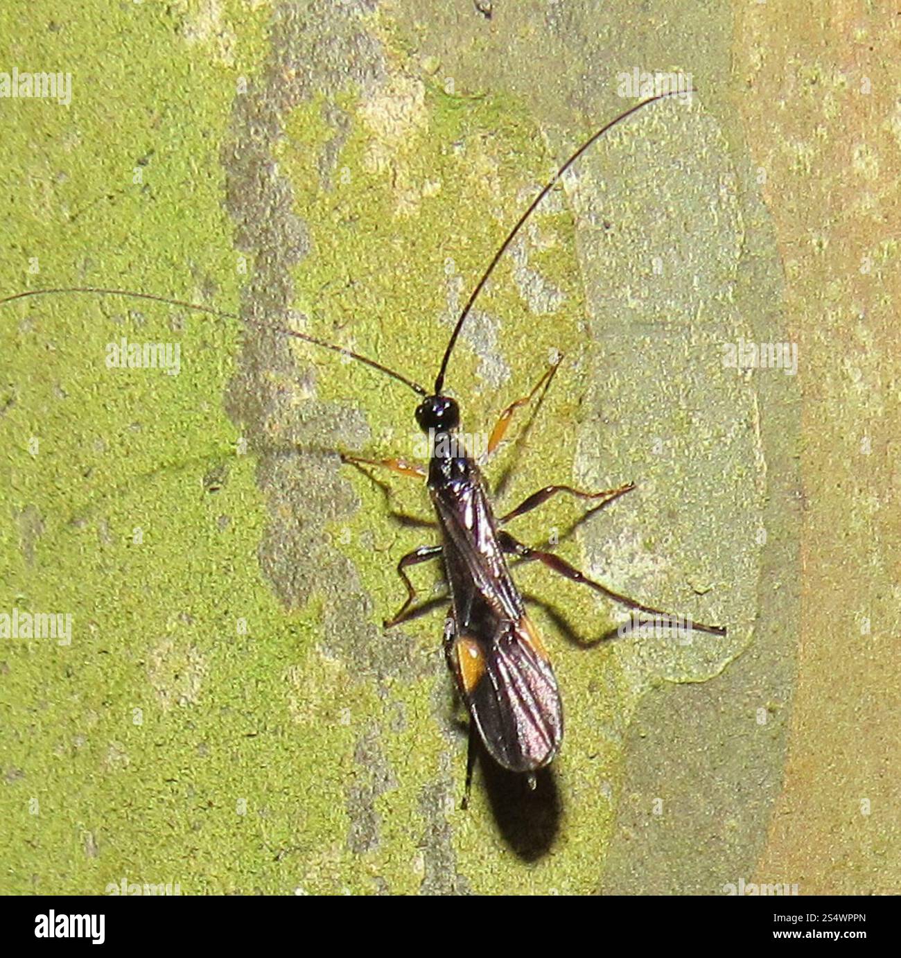 Braconid Wasps (Braconidae Stock Photo - Alamy