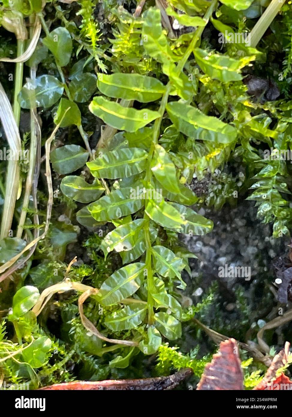 Palm-tree Moss (Plagiomnium undulatum Stock Photo - Alamy