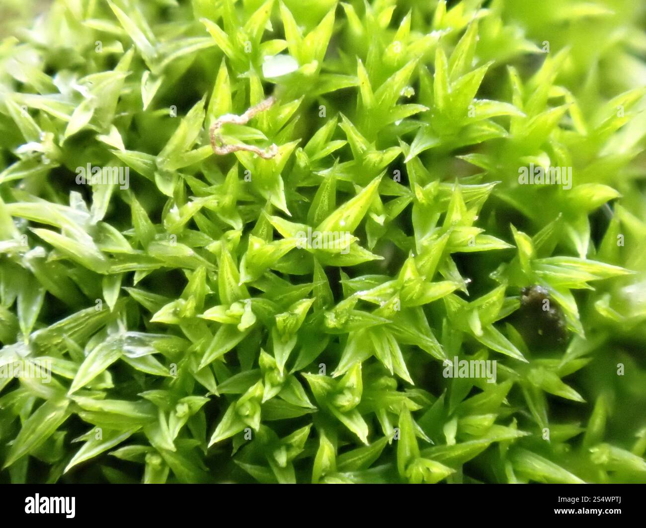 Hornschuch's Beard-moss (Pseudocrossidium hornschuchianum Stock Photo ...