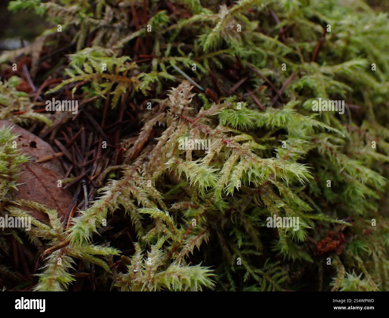 rough goose neck moss (Hylocomiadelphus triquetrus Stock Photo - Alamy