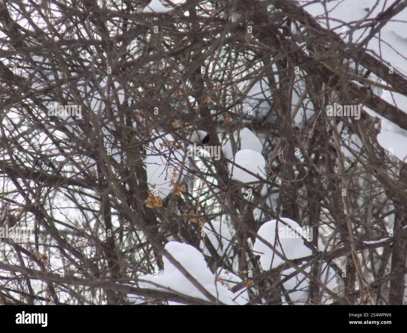Marsh Tit (Poecile palustris Stock Photo - Alamy