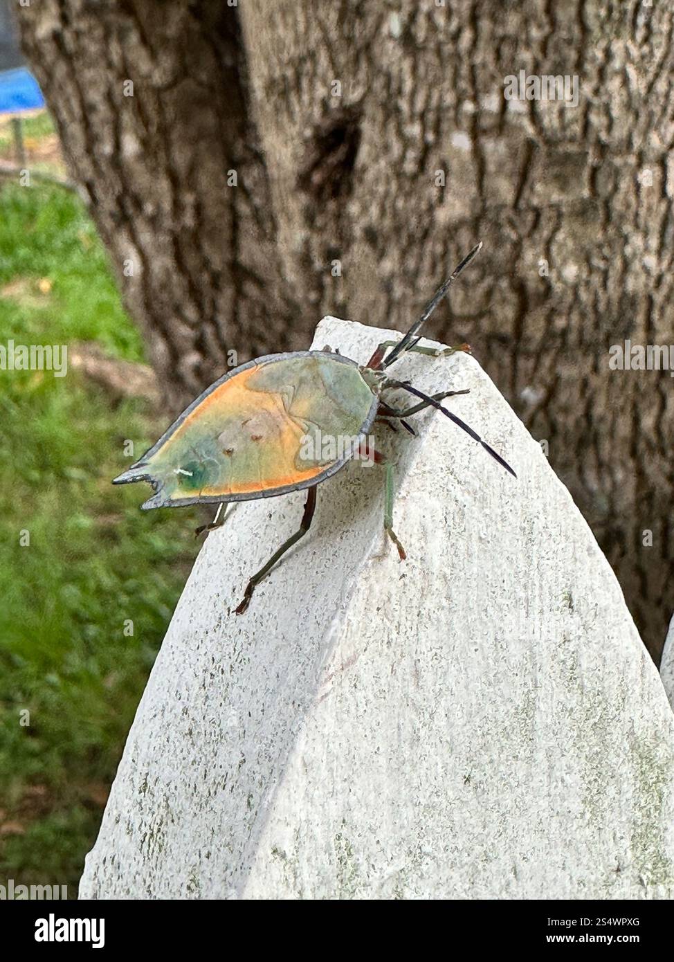 Lychee Stink Bug (Lyramorpha rosea Stock Photo - Alamy