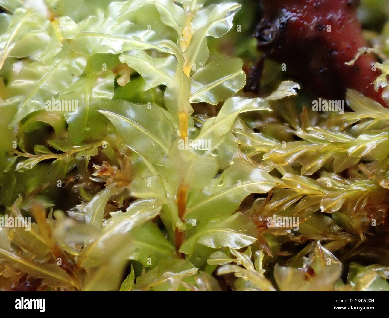 Palm-tree Moss (Plagiomnium undulatum Stock Photo - Alamy