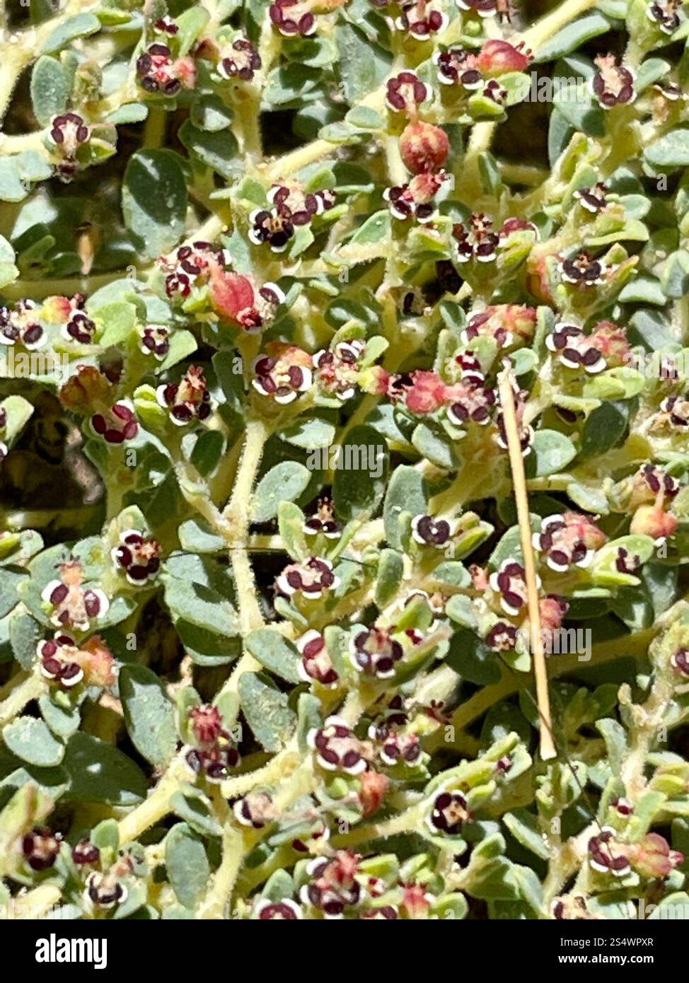 smallseed sandmat (Euphorbia polycarpa Stock Photo - Alamy