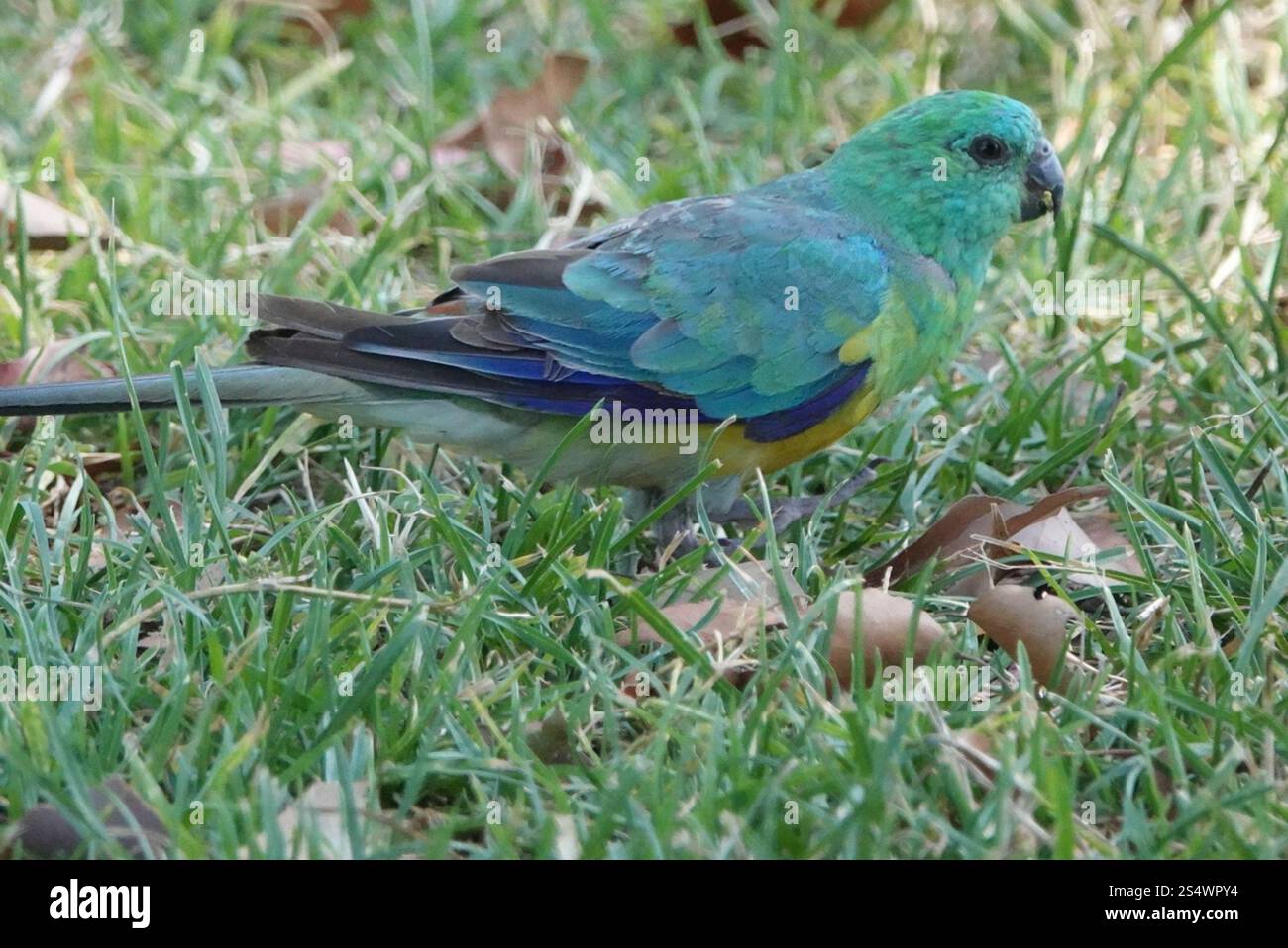 Red-rumped Parrot (Psephotus haematonotus Stock Photo - Alamy