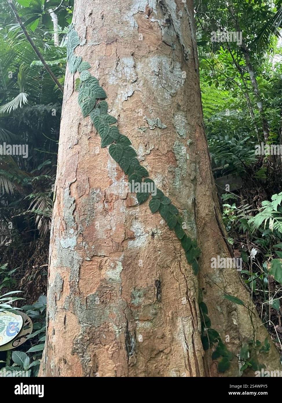 Shaggy Leaf Fig (Ficus villosa Stock Photo - Alamy