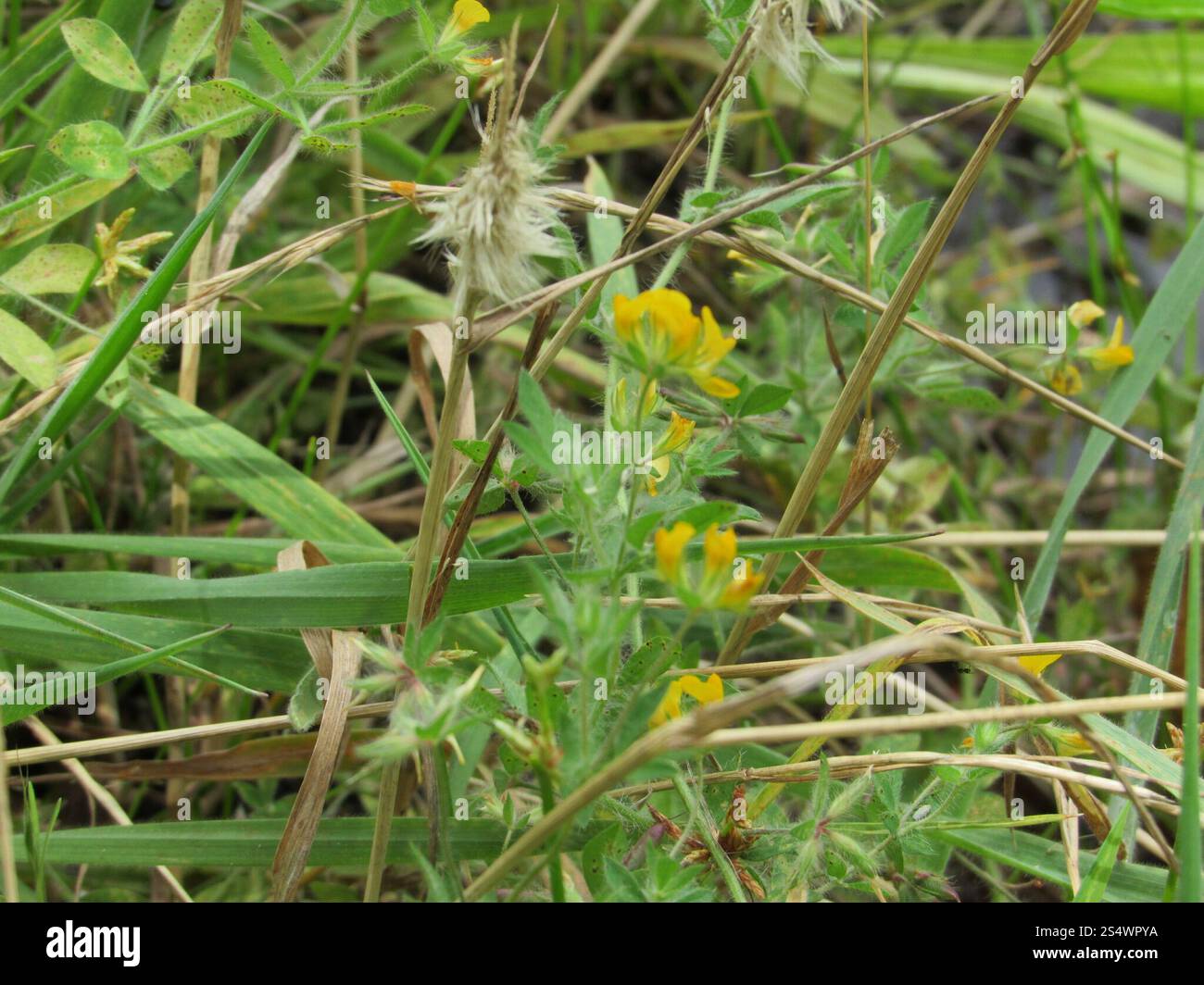 Hairy Bird's-foot-trefoil (Lotus subbiflorus Stock Photo - Alamy