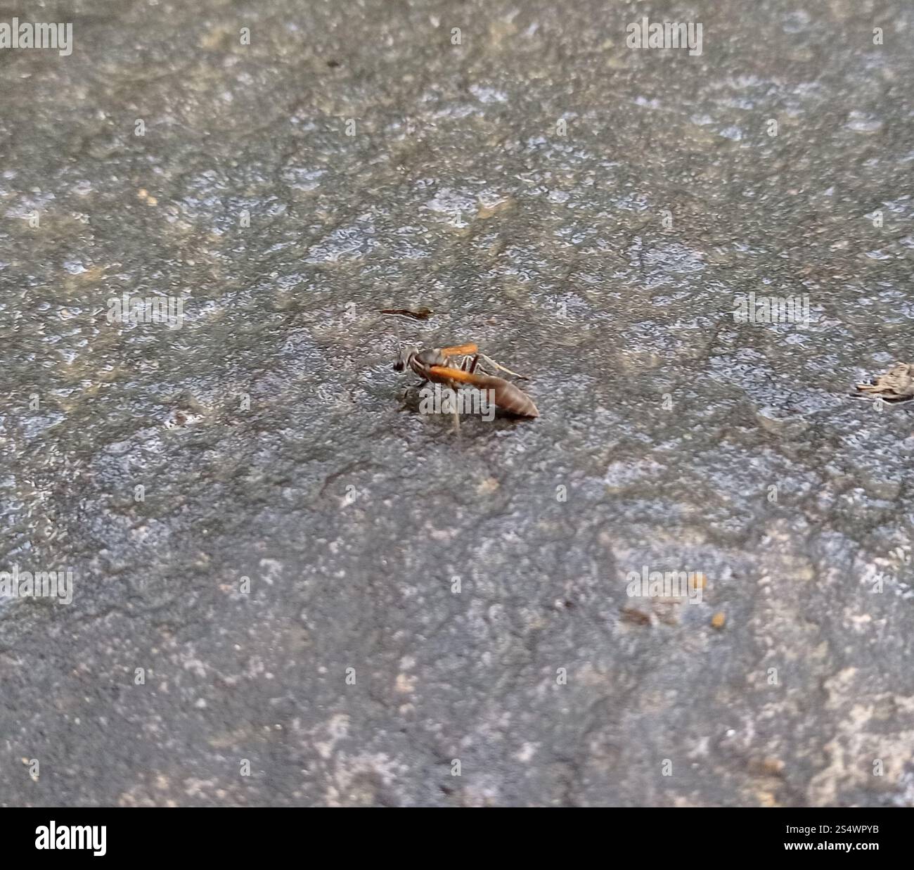 Hornets, Paper Wasps, Potter Wasps, and Allies (Vespidae Stock Photo ...