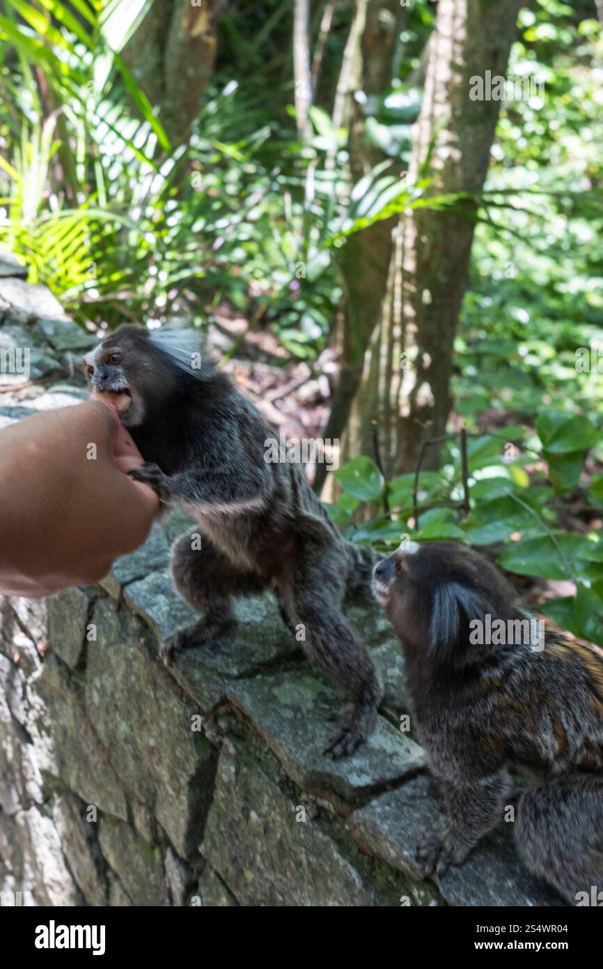 A Marmoset being hand fed on Sugarloaf Mountain, Rio De Janeiro, Brazil ...