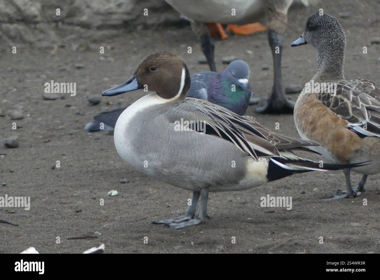 Northern Pintail (Anas acuta Stock Photo - Alamy