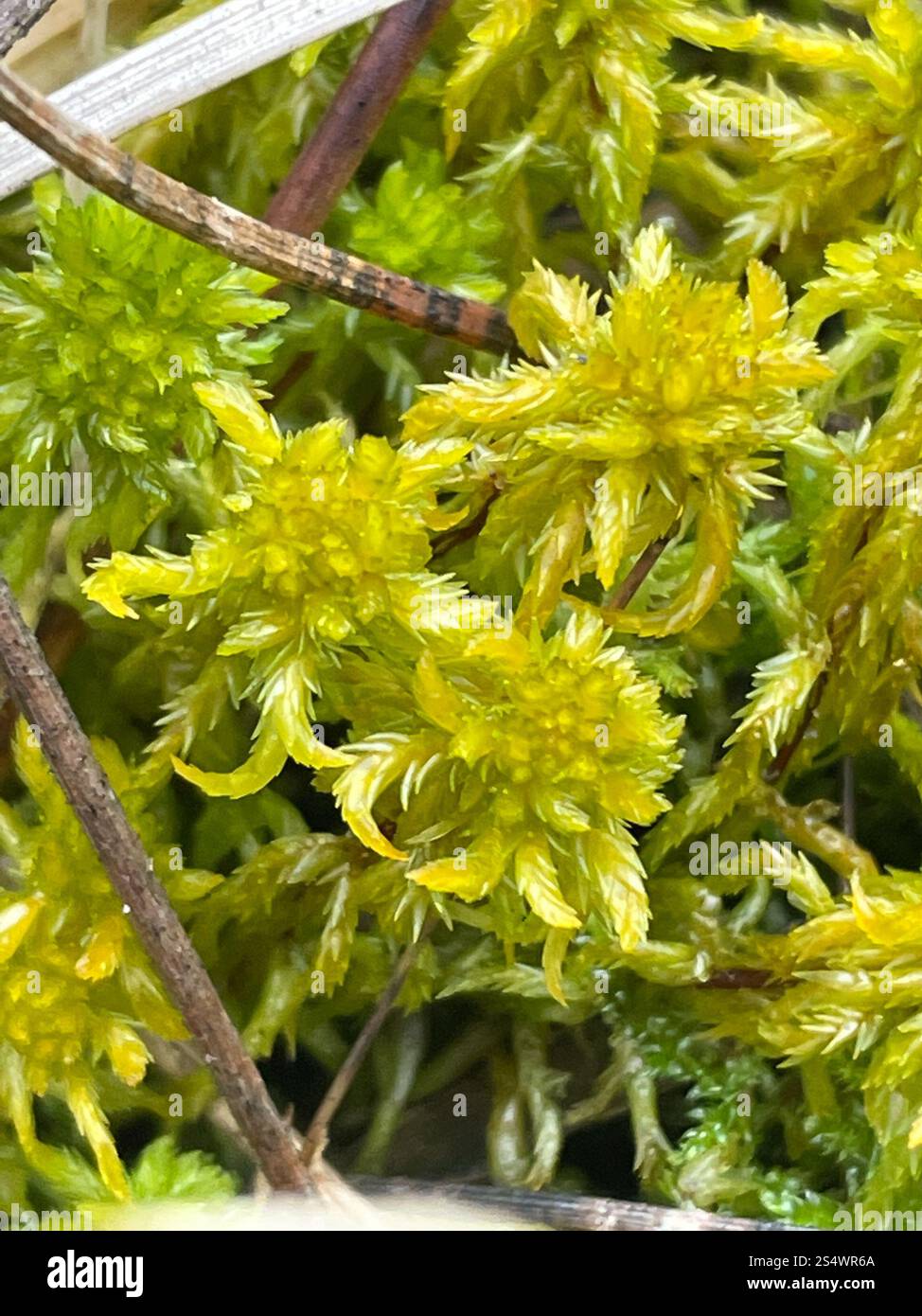 Lesser Cow-horn Bog-moss (Sphagnum inundatum Stock Photo - Alamy
