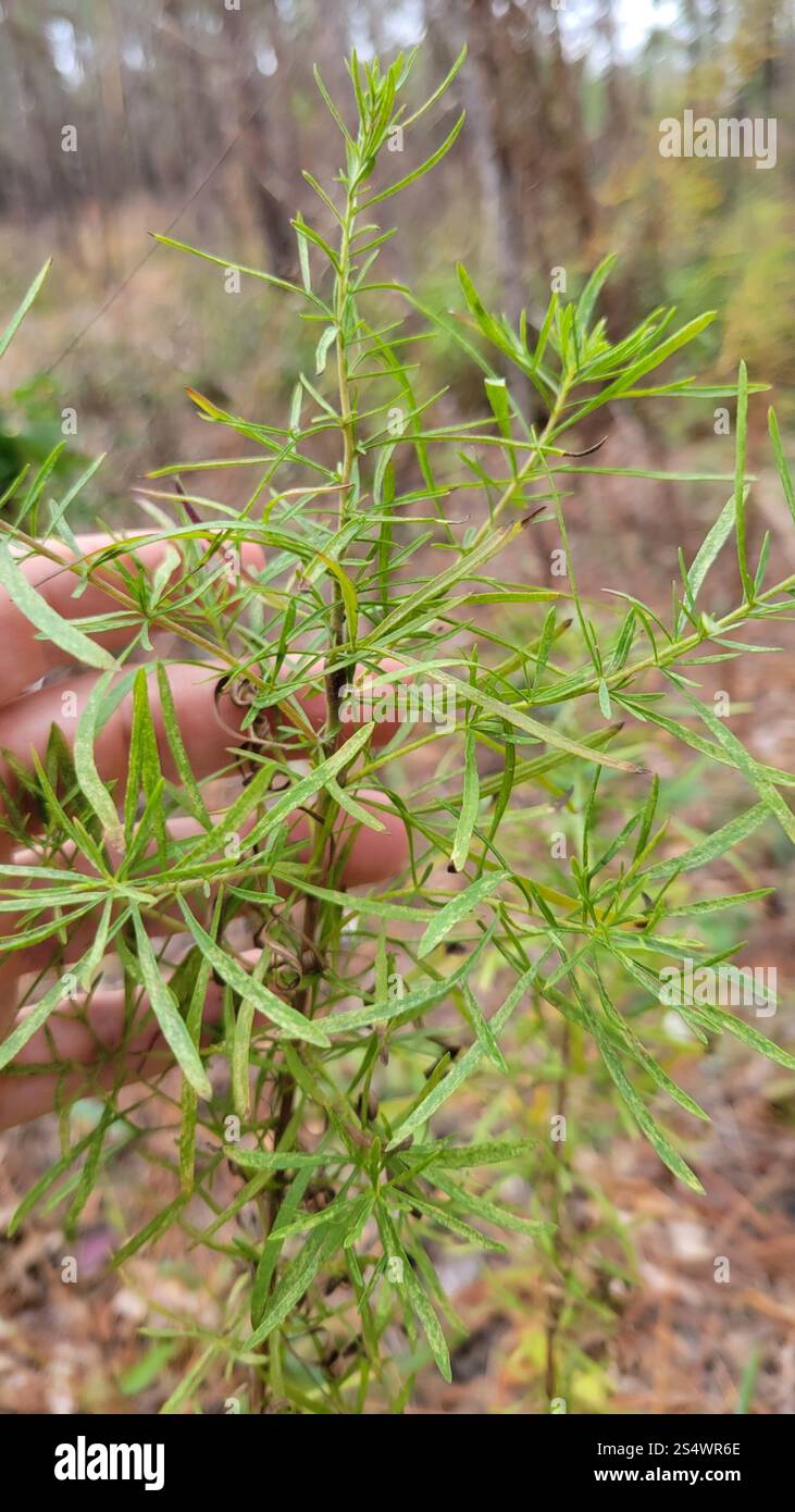 Coastal Dog Fennel (Eupatorium compositifolium Stock Photo - Alamy