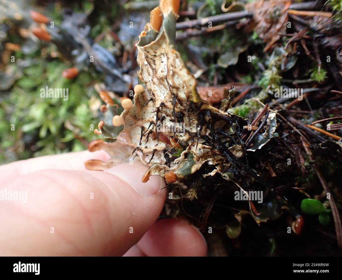 membranous pelt lichen (Peltigera membranacea Stock Photo - Alamy