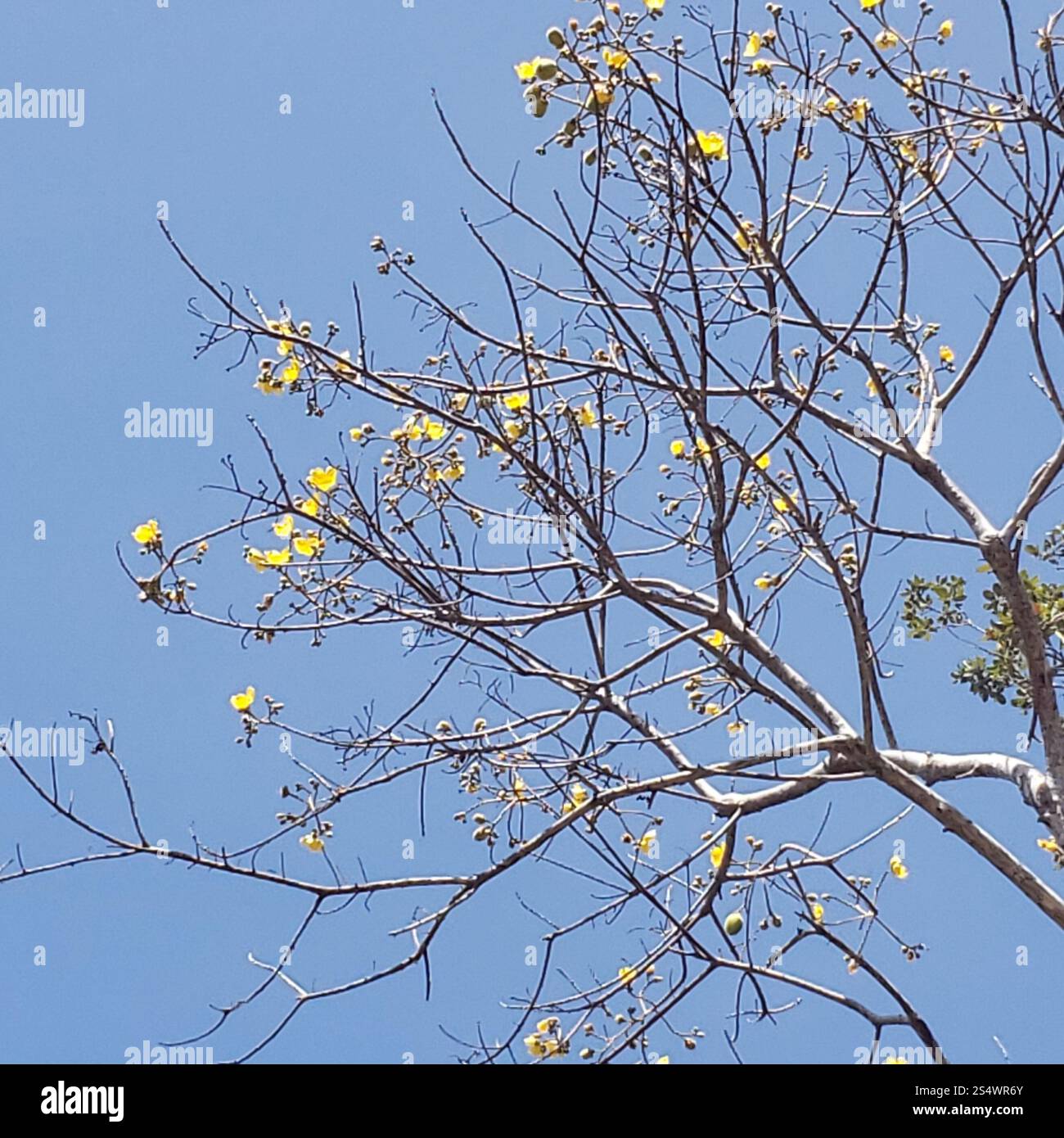 Buttercup Tree (Cochlospermum vitifolium Stock Photo - Alamy
