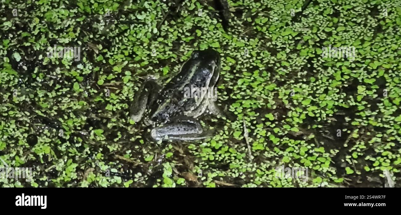 Southern Bell Frog (Ranoidea raniformis Stock Photo - Alamy