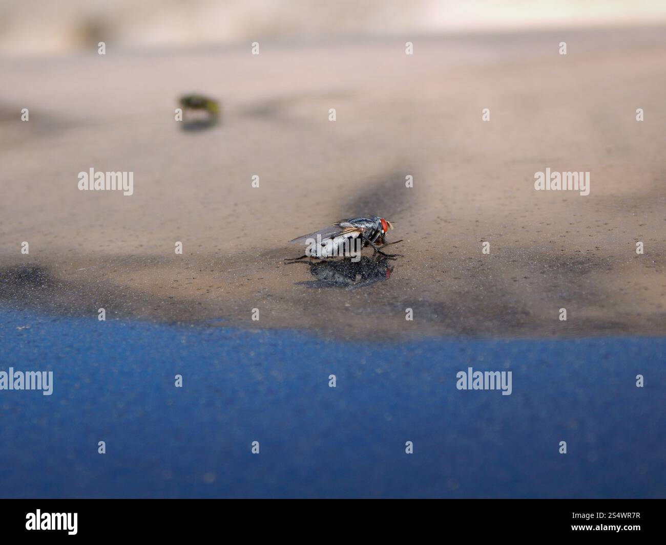 A large grey fly sits on a smooth surface Stock Photo - Alamy